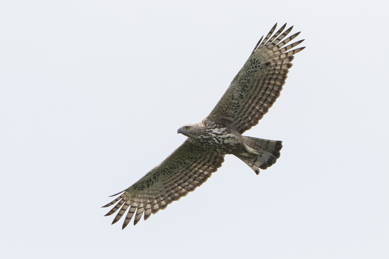 Changeable Hawk-Eagle – Birds of Singapore