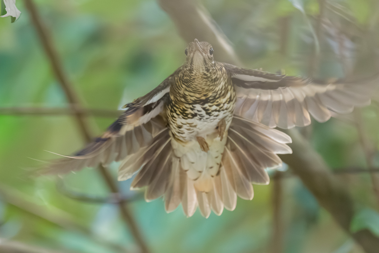 White’s Thrush – Birds of Singapore