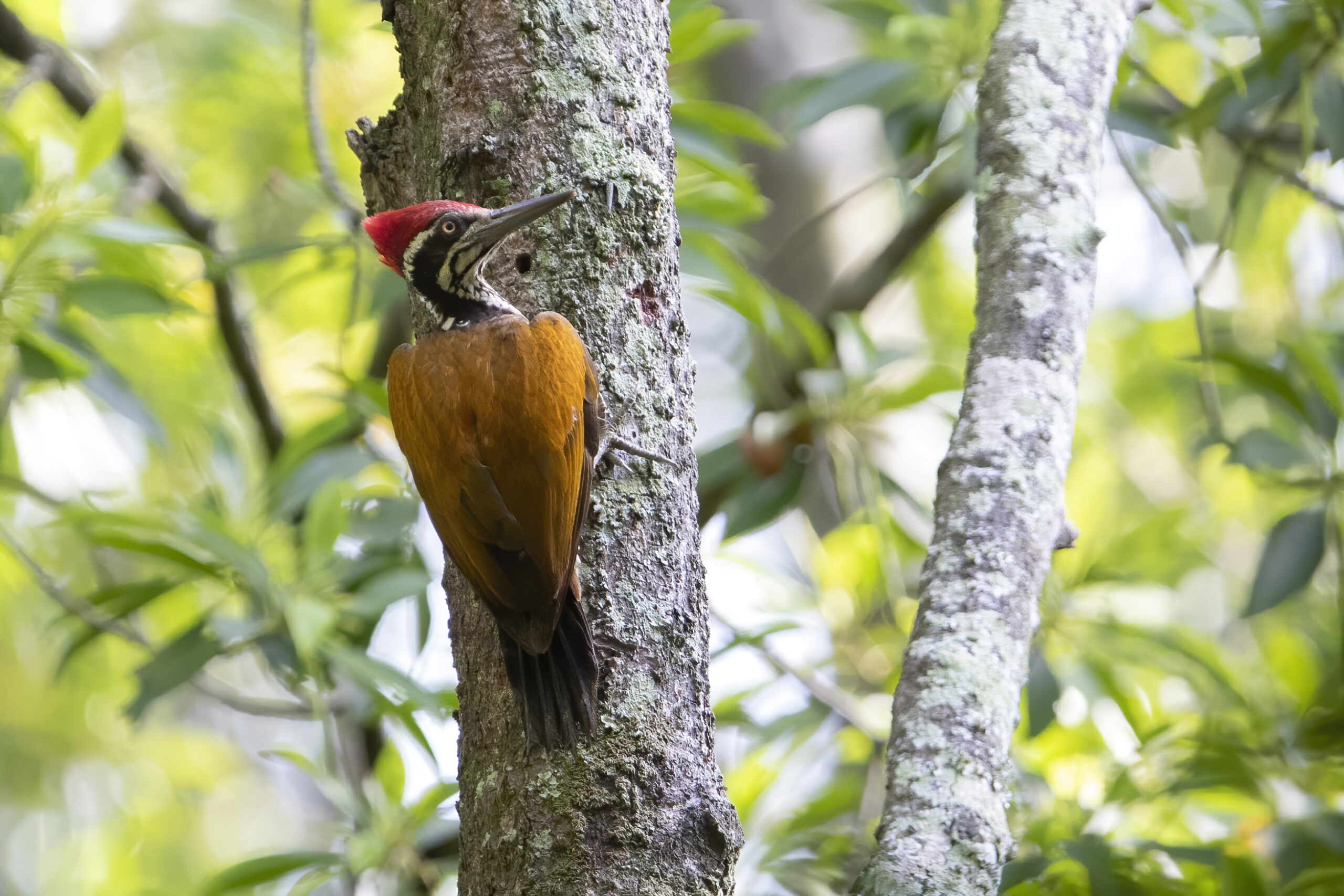Greater Flameback – Birds of Singapore