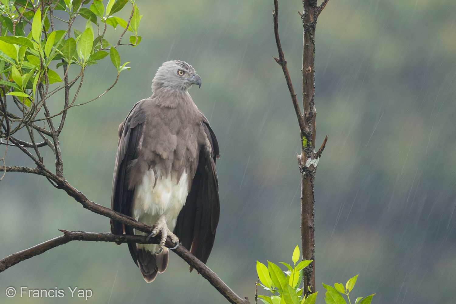 Grey-headed Fish Eagle – Birds of Singapore
