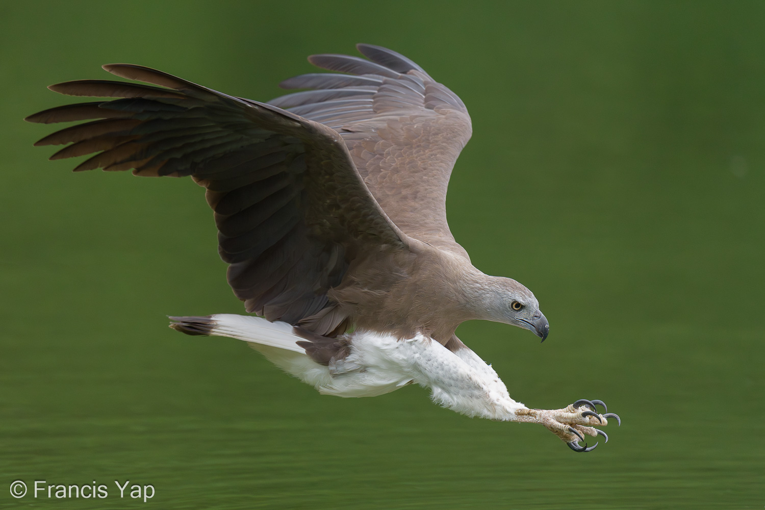 Grey-headed Fish Eagle – Birds of Singapore