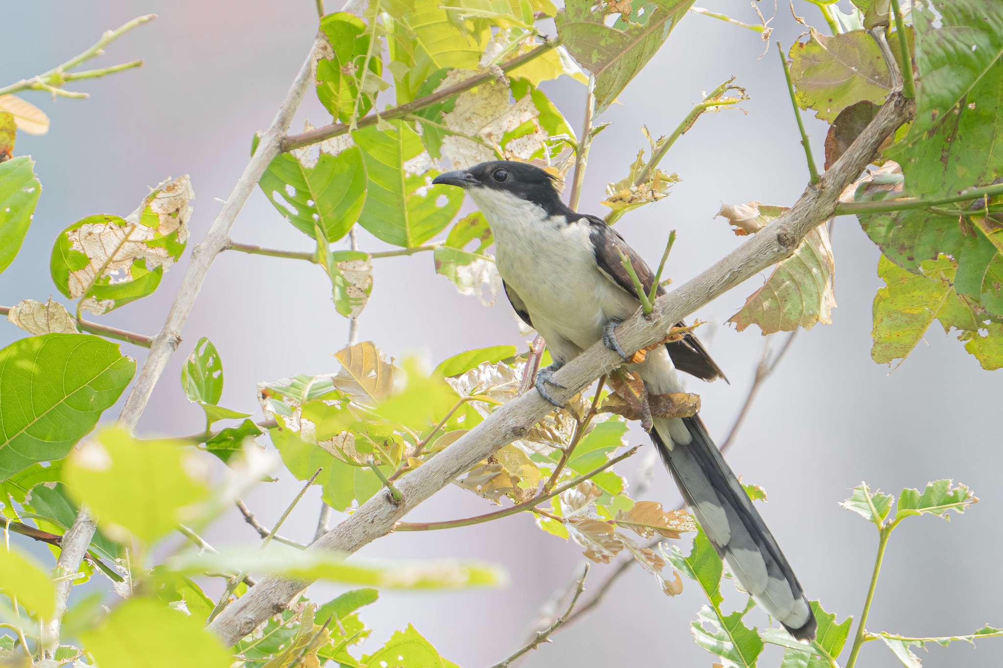 Jacobin Cuckoo – Birds of Singapore