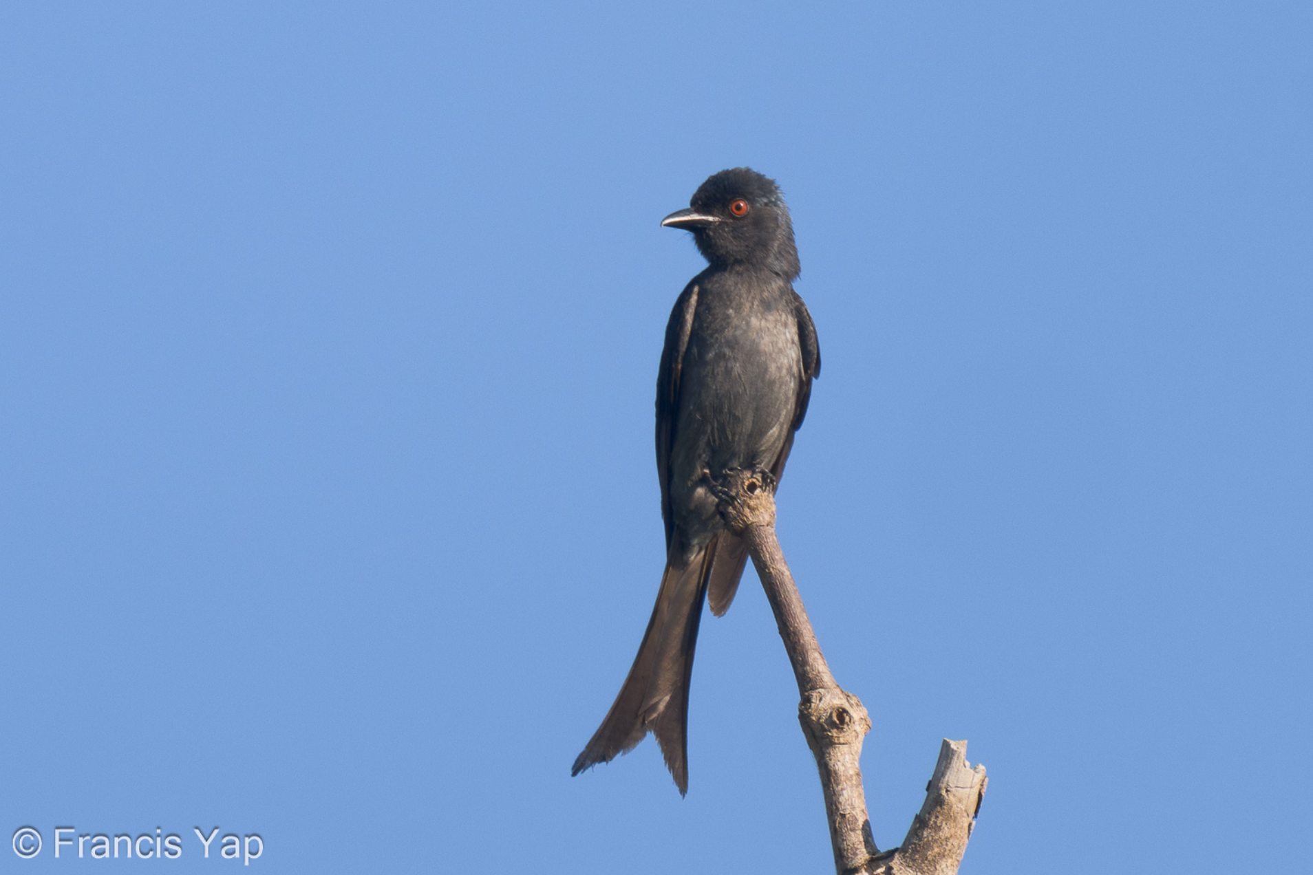 Ashy Drongo – Birds of Singapore