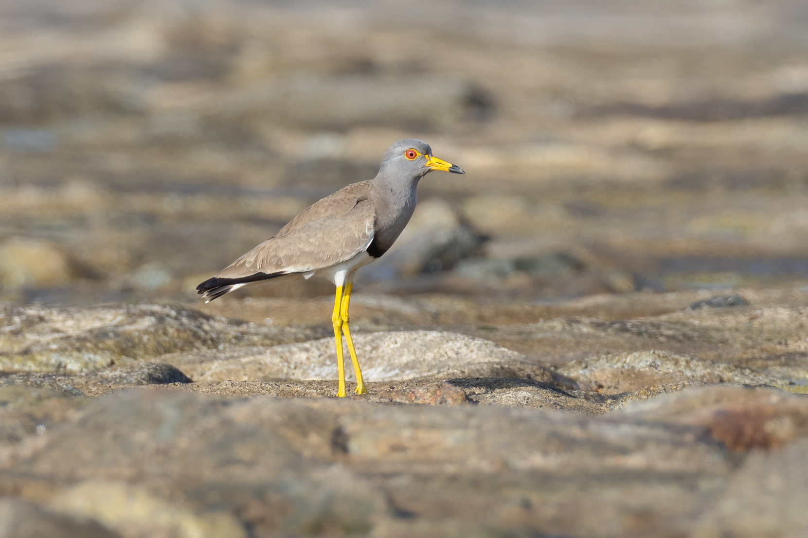 Grey-headed Lapwing – Birds of Singapore
