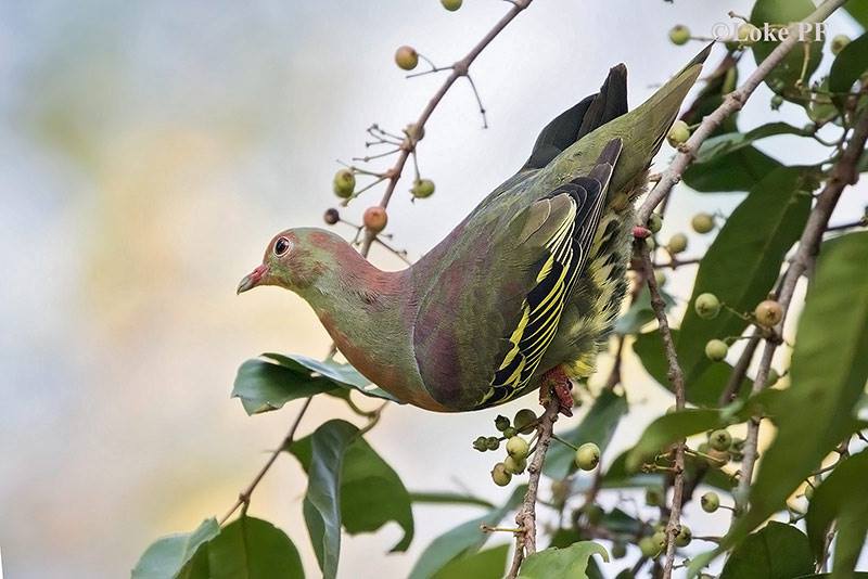 Cinnamon-headed Green Pigeon – Birds of Singapore