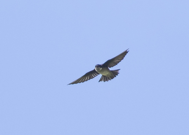 Asian House Martin – Birds of Singapore