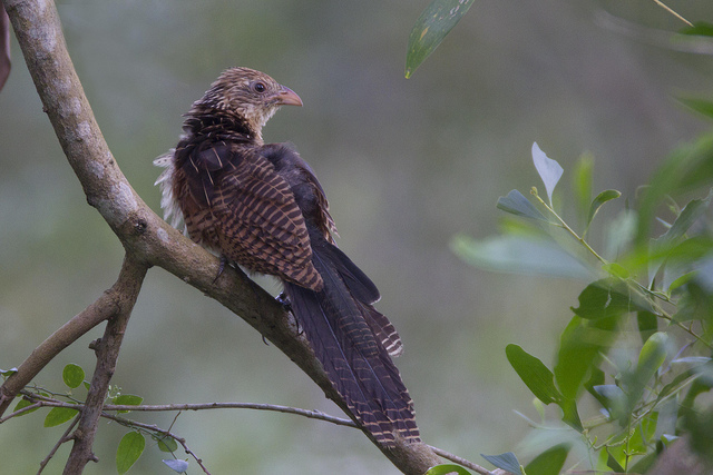 Lesser Coucal – Birds of Singapore