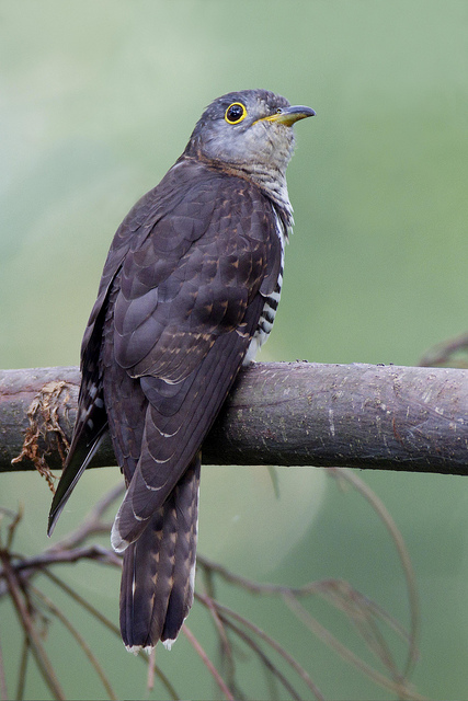 Indian Cuckoo – Singapore Birds Project