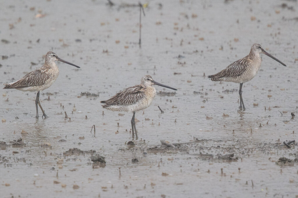 Asian Dowitcher – Birds of Singapore