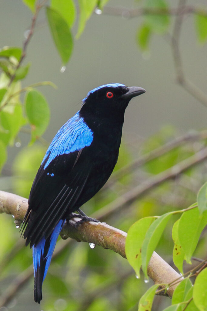 Asian Fairy-bluebird – Birds of Singapore