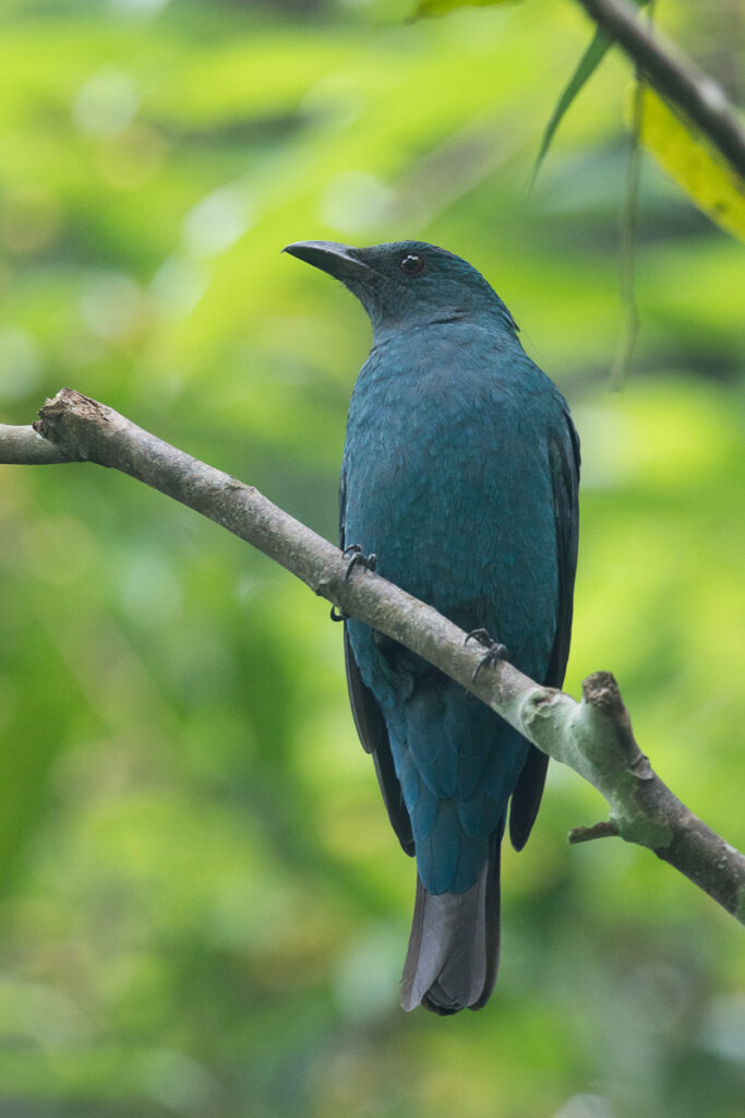 Asian Fairy-bluebird – Birds of Singapore