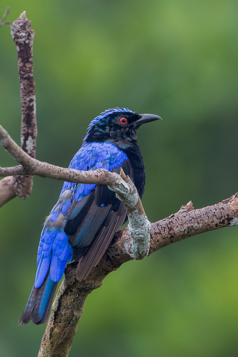 Asian Fairy-bluebird – Birds of Singapore