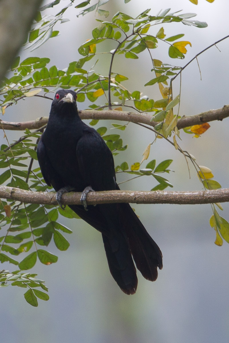 Asian Koel – Birds of Singapore