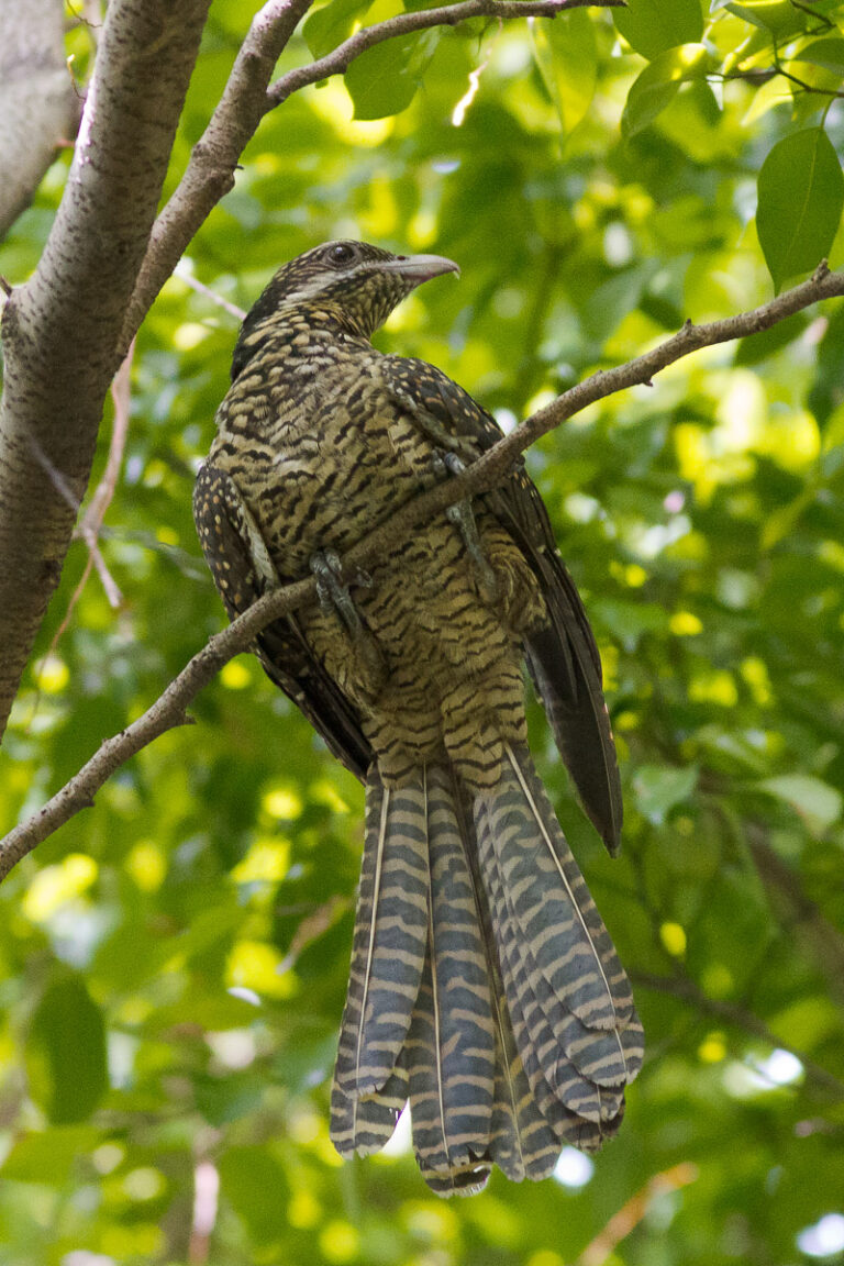 Asian Koel – Birds of Singapore