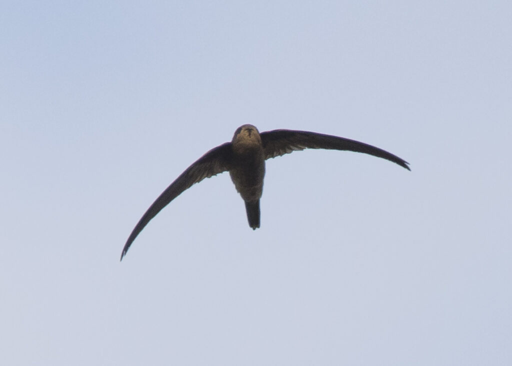 Asian Palm Swift – Birds of Singapore