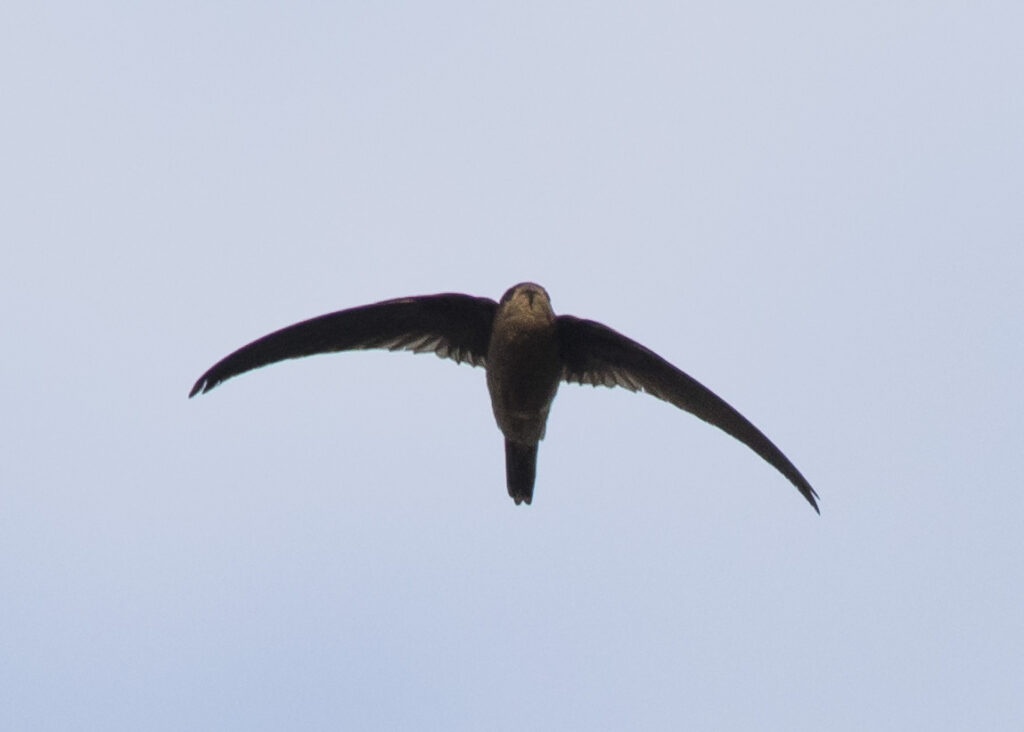 Asian Palm Swift – Birds of Singapore