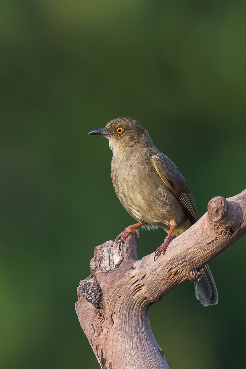 Asian Red-eyed Bulbul – Birds of Singapore