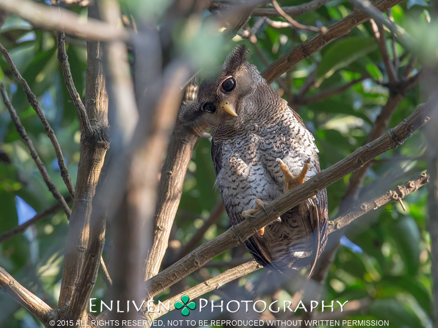 Barred Eagle-Owl – Birds of Singapore