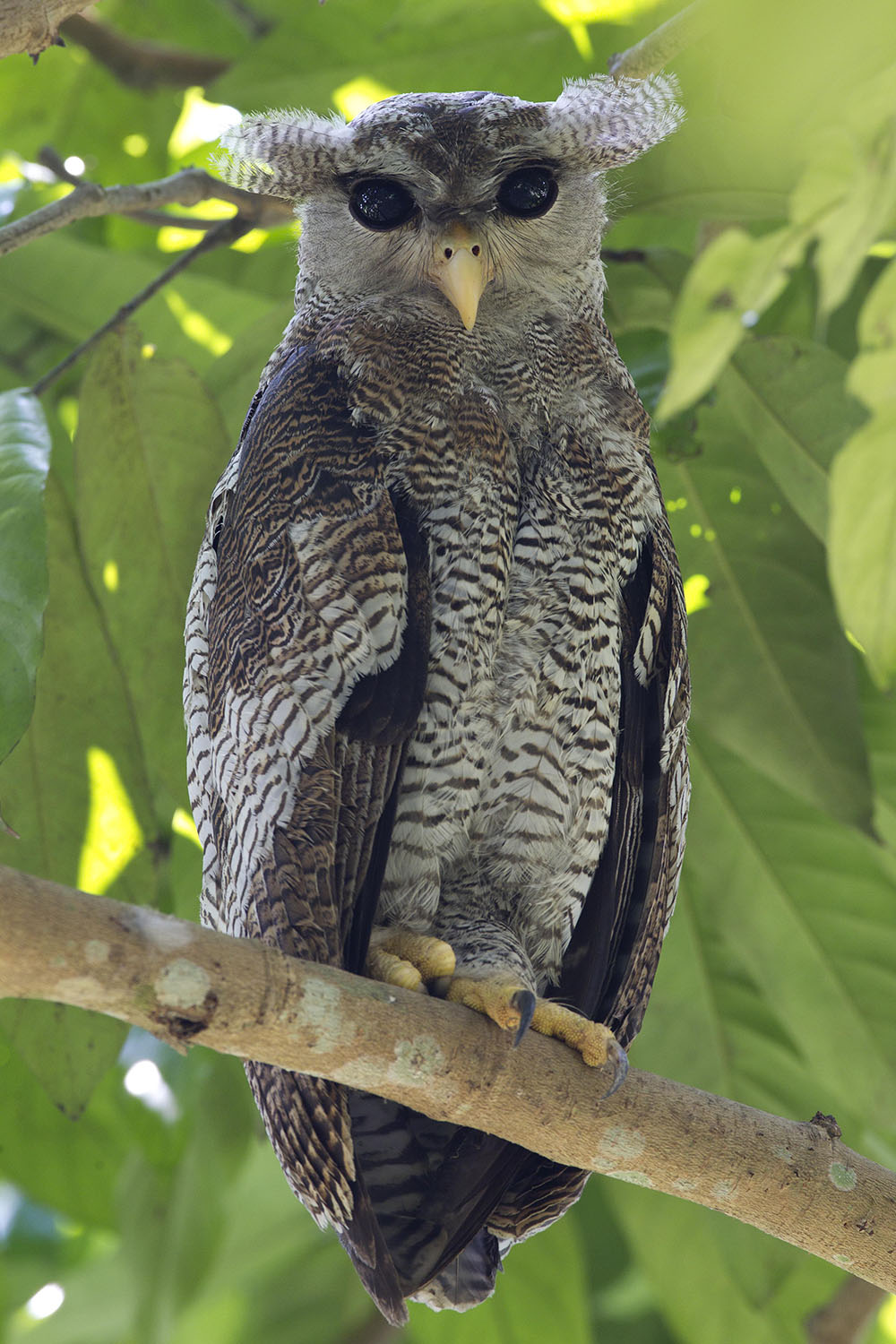 Barred Eagle-Owl – Birds of Singapore
