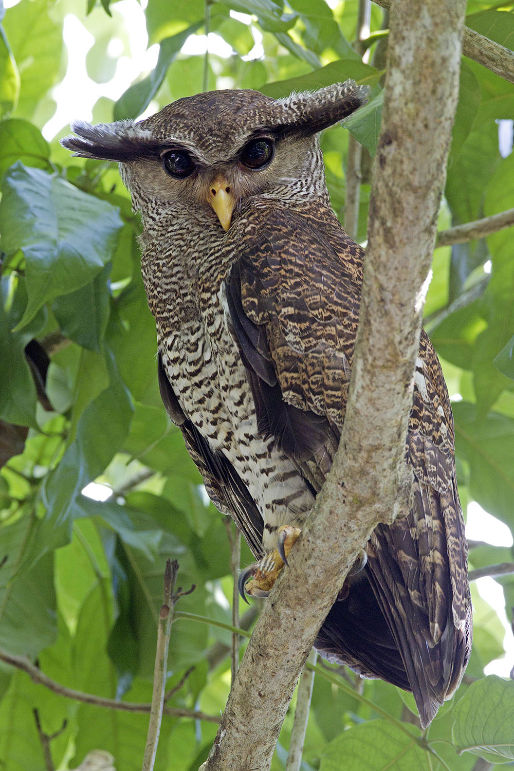 Barred Eagle-Owl – Birds of Singapore