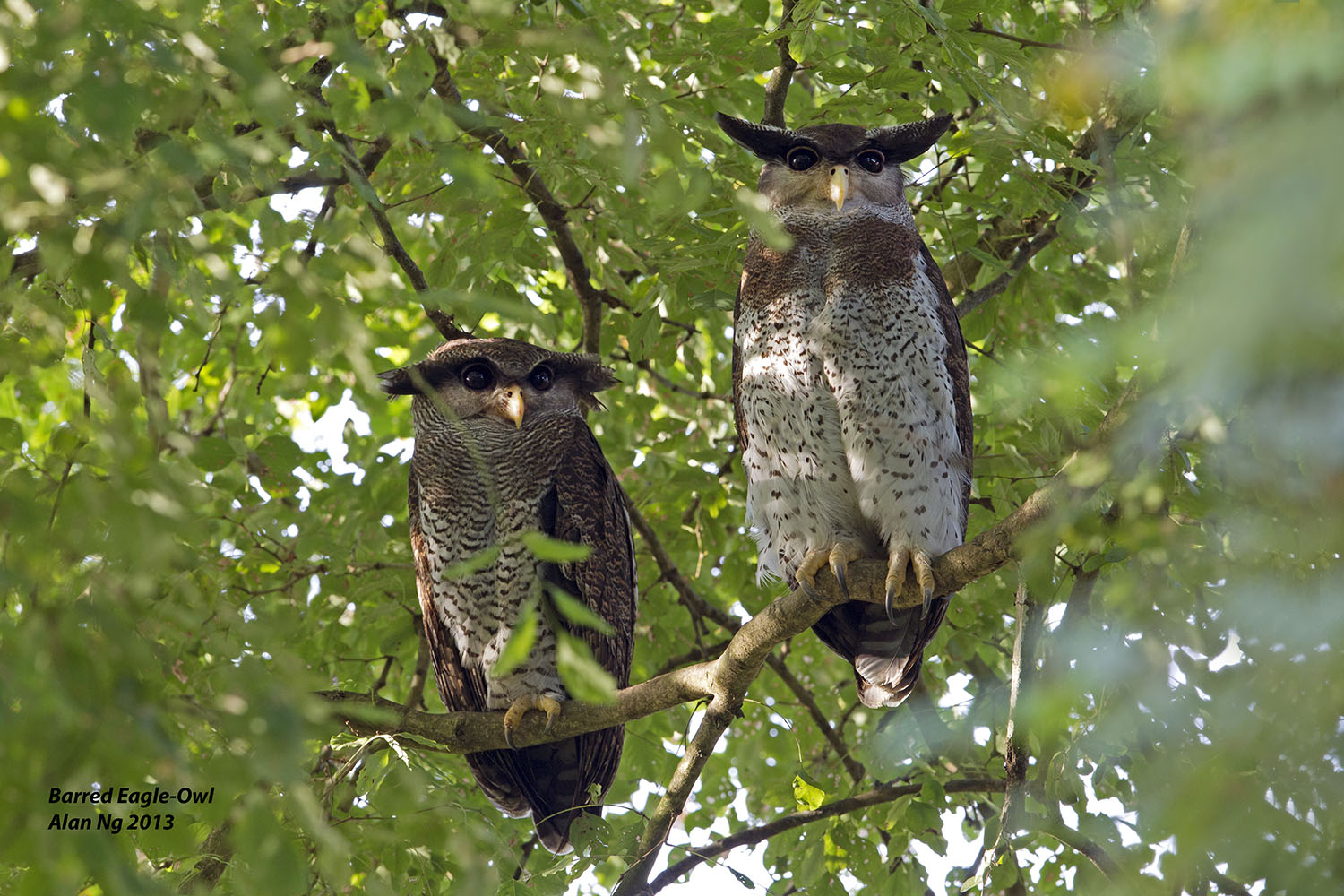 barred eagle owl_AlanNg3 – Birds of Singapore