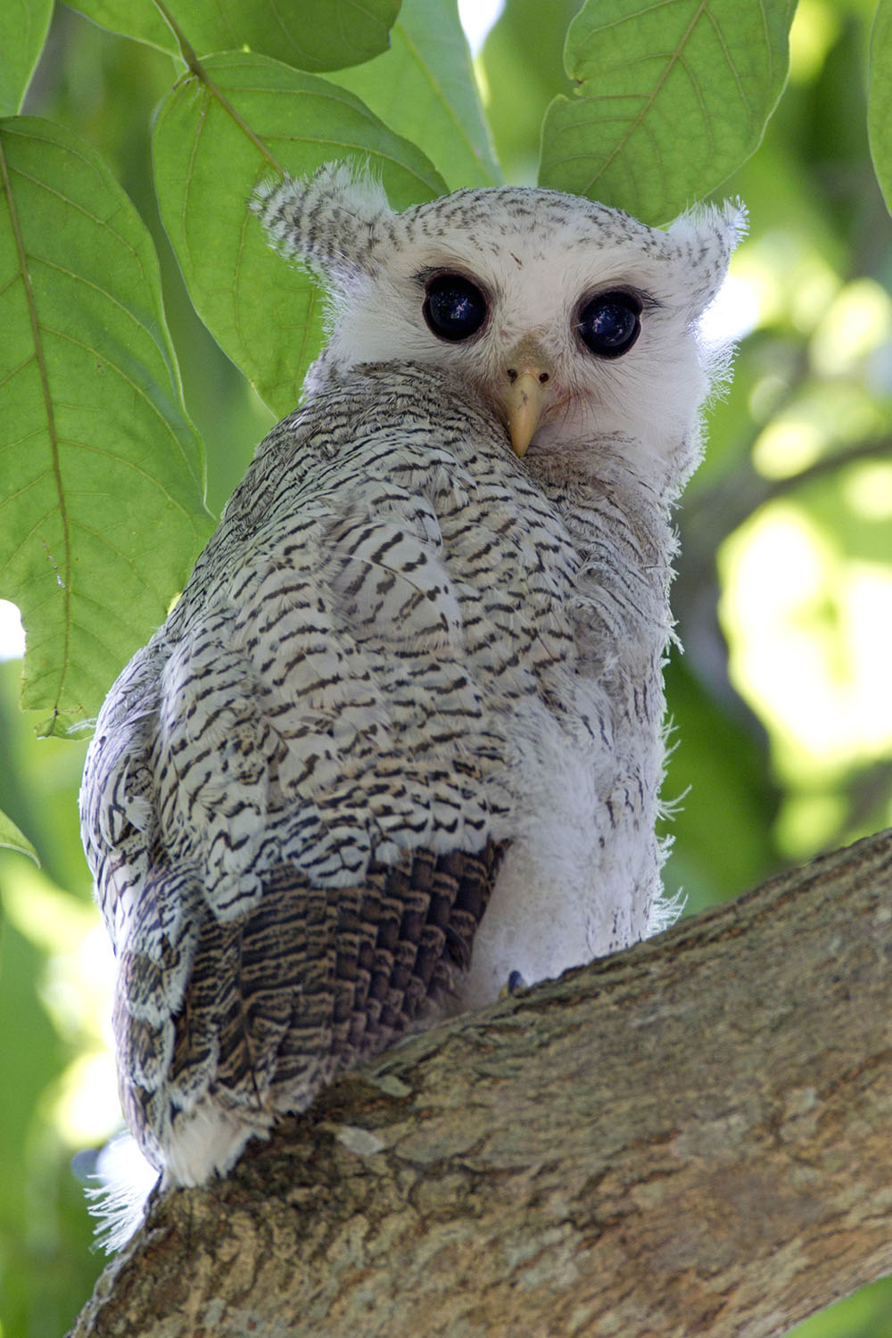 Barred Eagle-Owl – Birds of Singapore