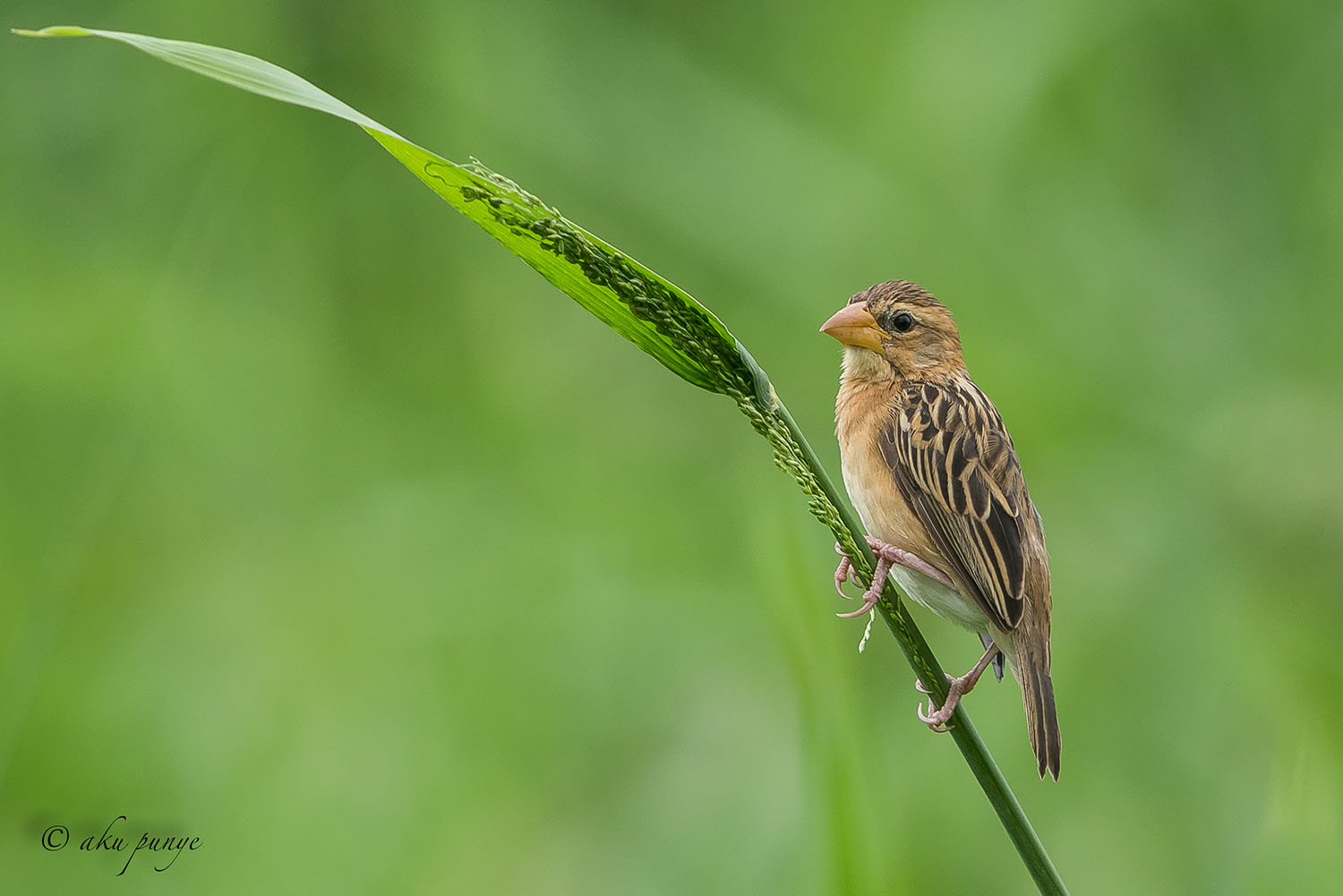 Baya Weaver – Birds of Singapore