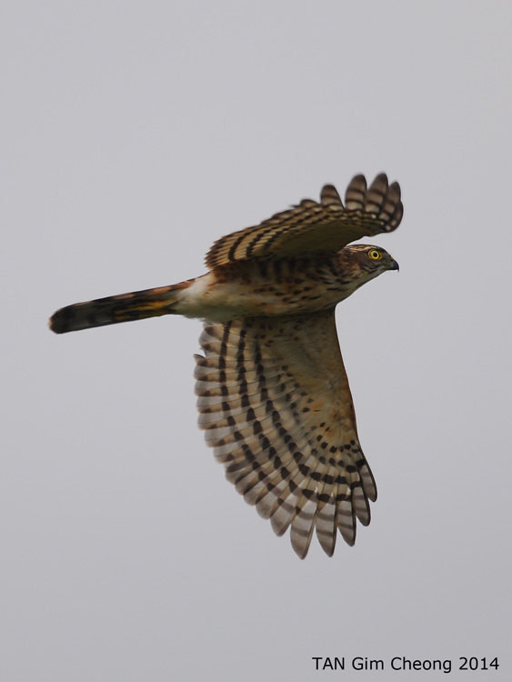 Besra – Birds of Singapore