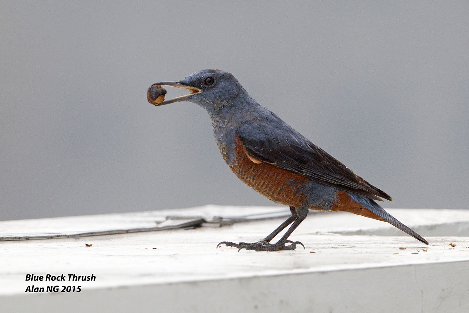 Blue Rock Thrush – Birds of Singapore