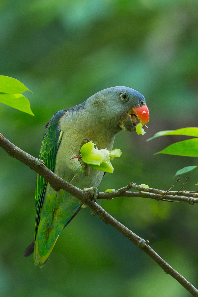Blue-rumped Parrot – Birds of Singapore