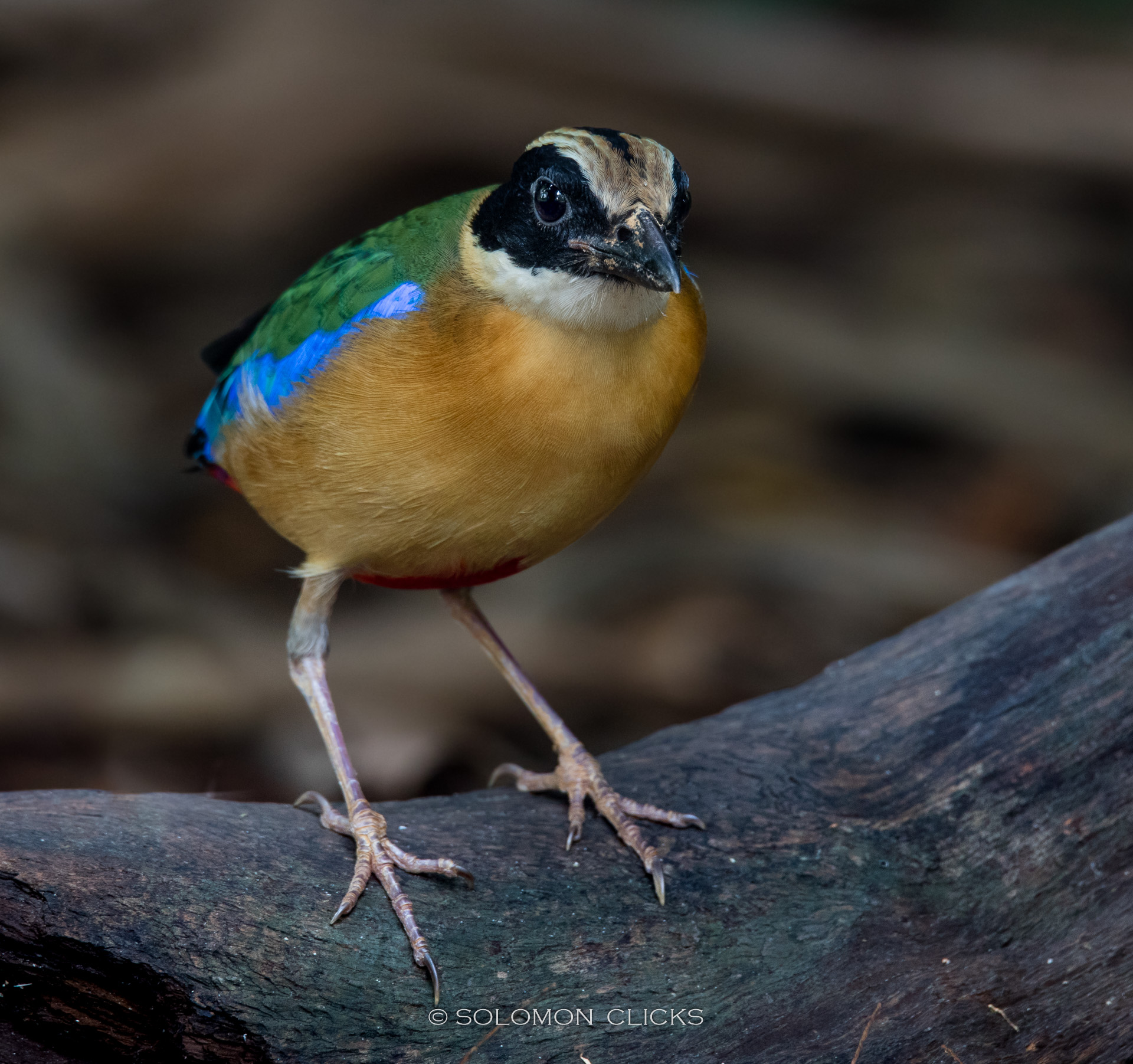 Blue-winged Pitta – Birds of Singapore
