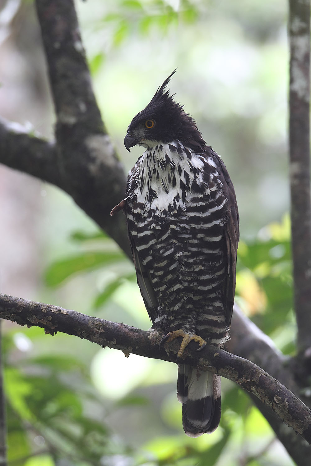 Blyth’s Hawk-Eagle – Birds of Singapore