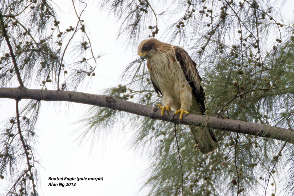 Booted Eagle – Birds of Singapore