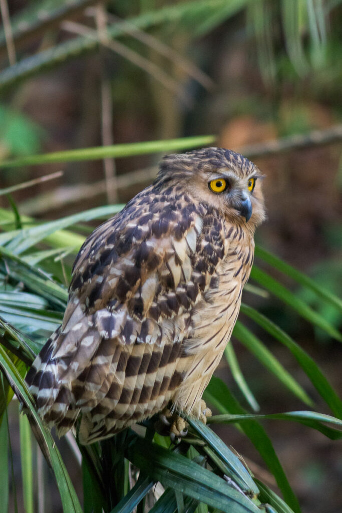 Buffy Fish Owl – Birds of Singapore
