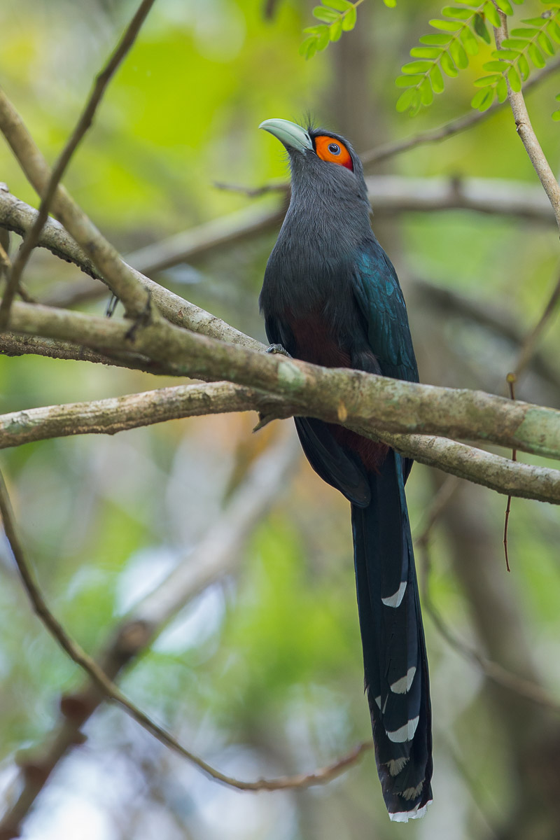 Chestnut-bellied Malkoha – Birds of Singapore