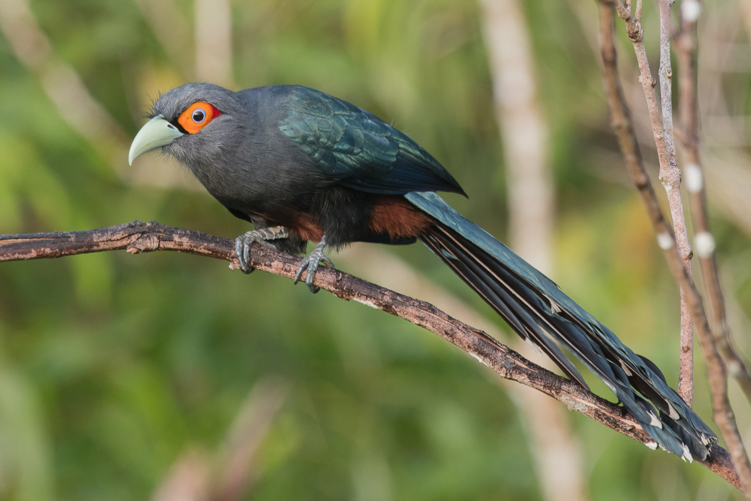 Chestnut-bellied Malkoha – Birds of Singapore