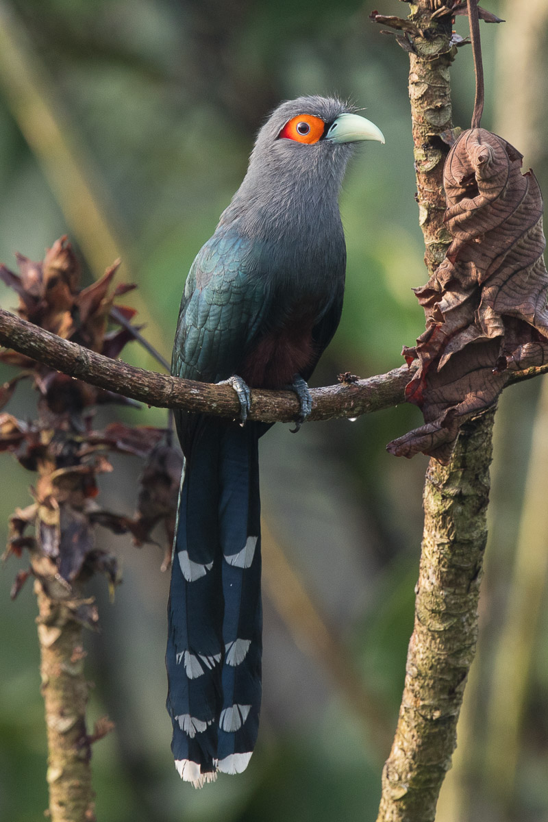 Chestnut-bellied Malkoha – Birds of Singapore
