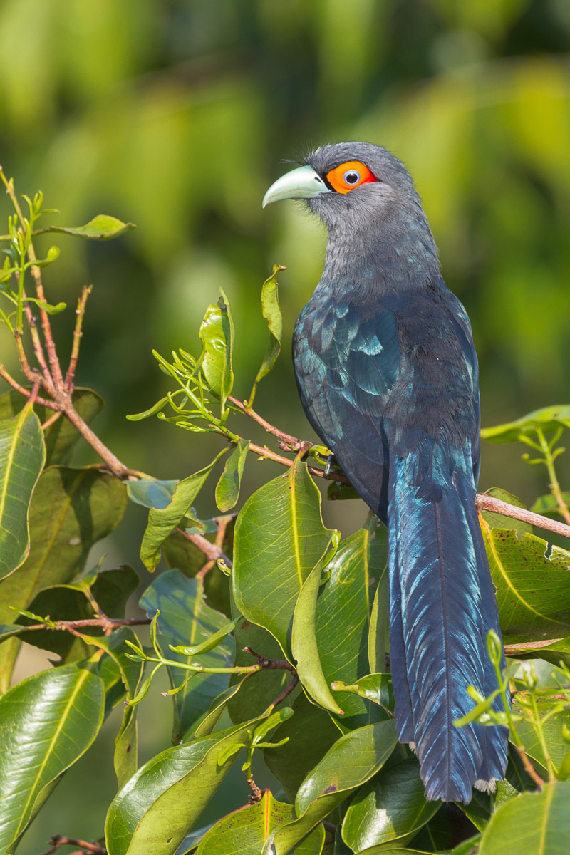 Chestnut-bellied Malkoha – Birds of Singapore