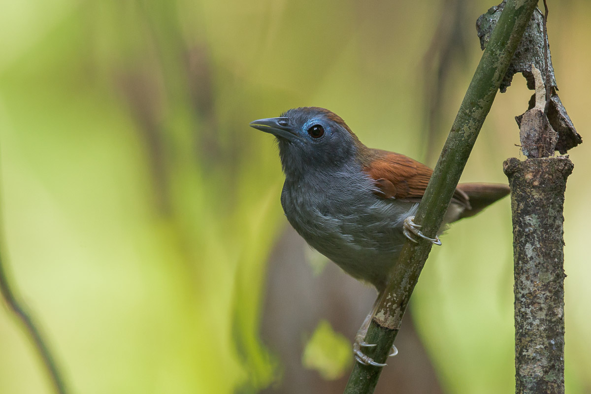 Chestnut-winged Babbler – Birds of Singapore