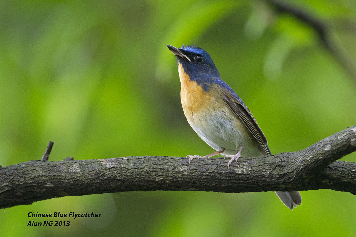 Chinese Blue Flycatcher – Birds of Singapore