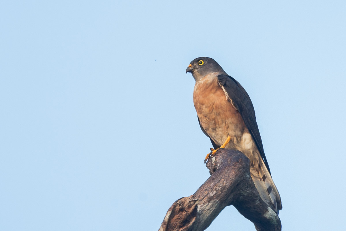 Chinese Sparrowhawk – Birds of Singapore