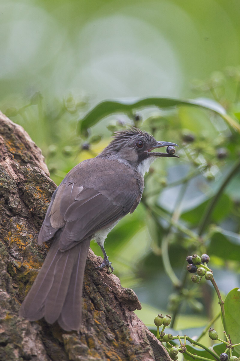 Cinereous Bulbul – Birds of Singapore