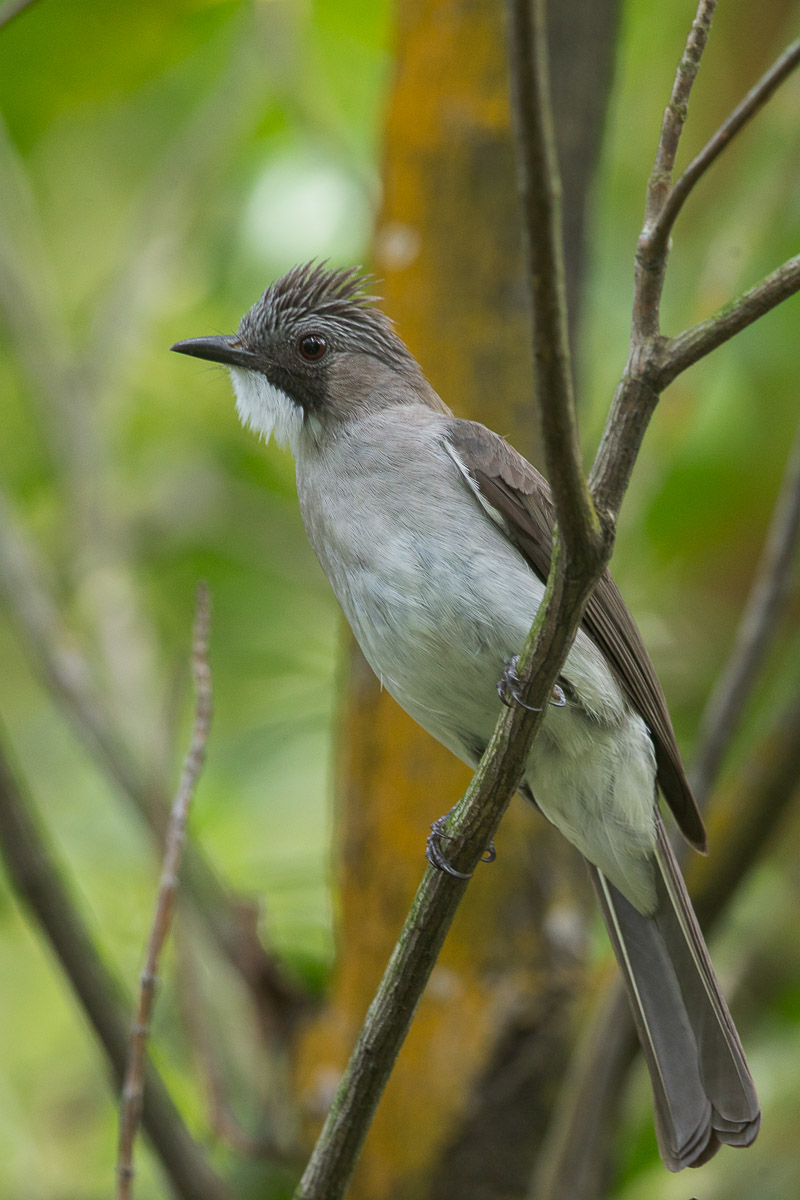 Messages from the Cinereous and Streaked Bulbuls – Birds of Singapore
