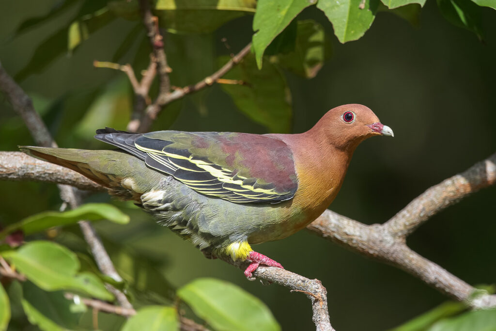 Cinnamon-headed Green Pigeon – Birds of Singapore
