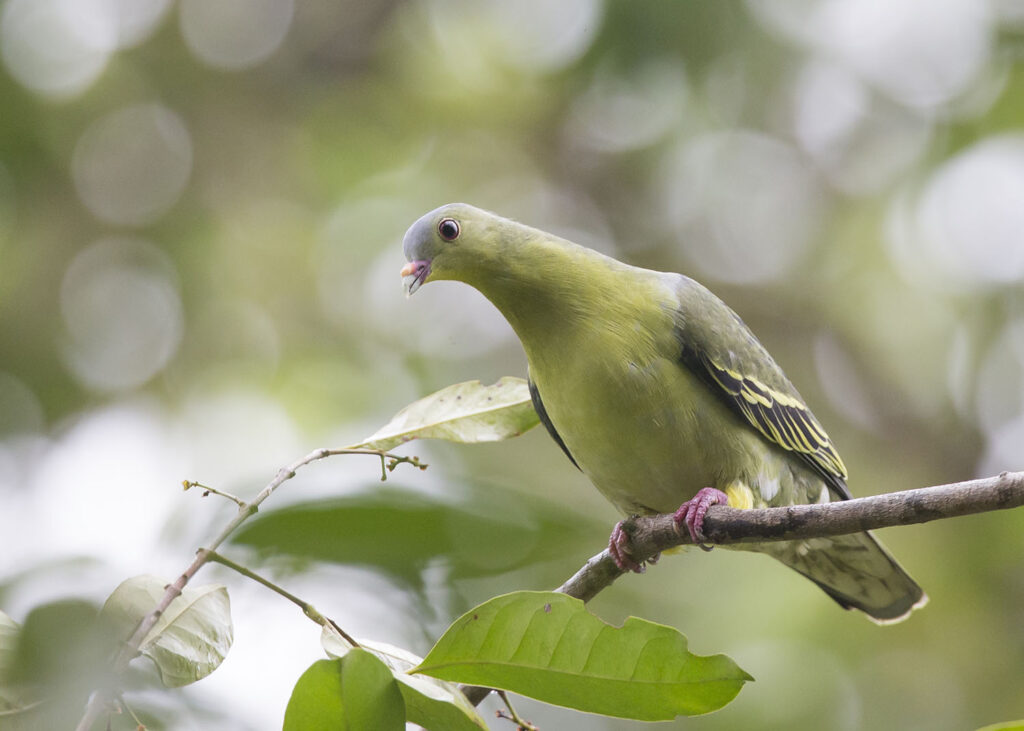 Cinnamon-headed Green Pigeon – Birds of Singapore
