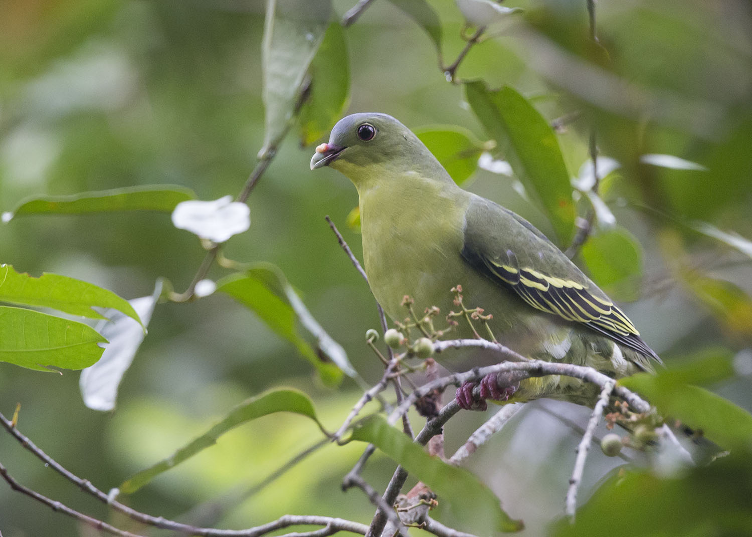Cinnamon-headed Green Pigeon – Birds of Singapore
