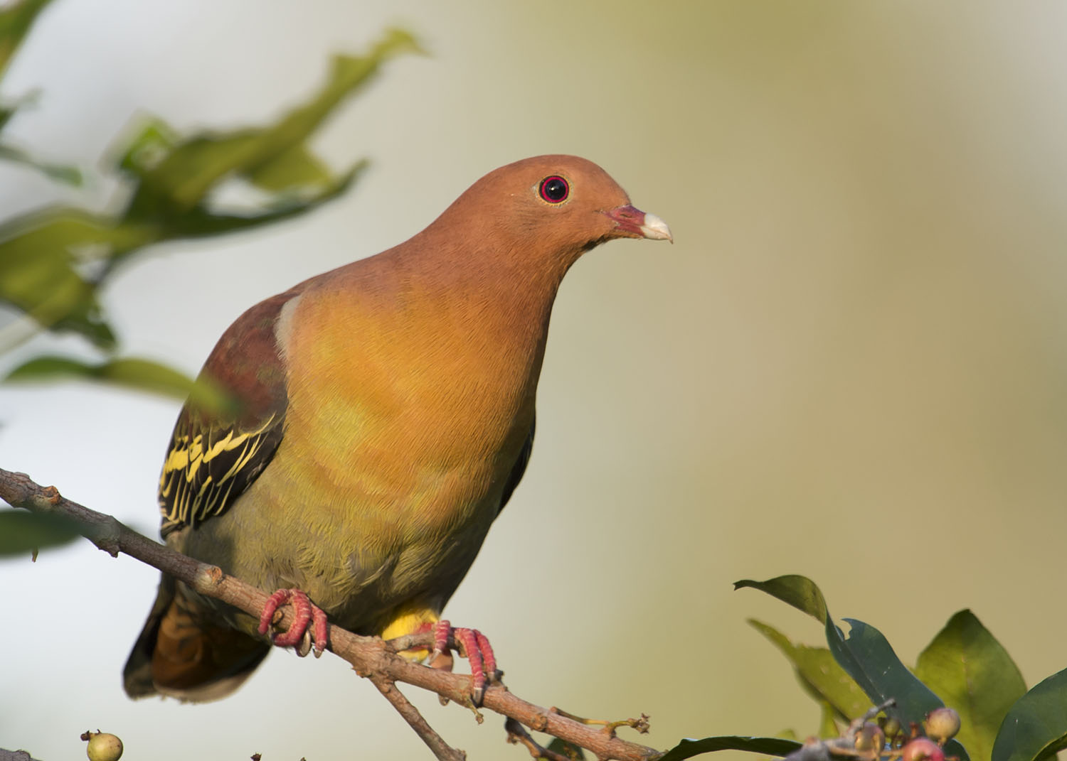 Cinnamon-headed Green Pigeon – Birds of Singapore