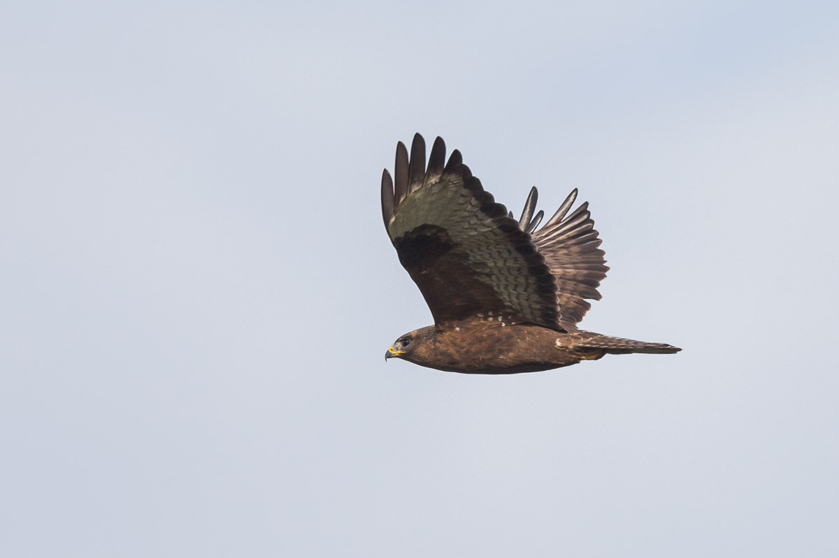 Common Buzzard – Birds of Singapore