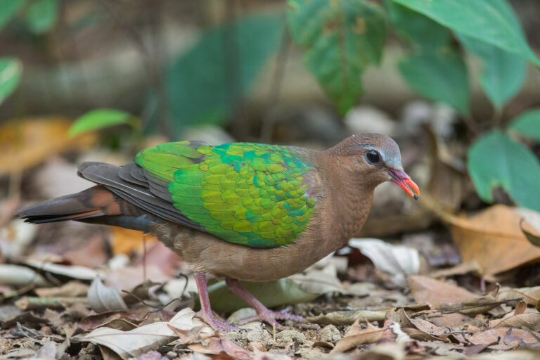 Common Emerald Dove – Birds of Singapore
