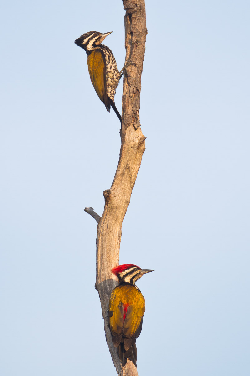 Common Flameback – Birds of Singapore
